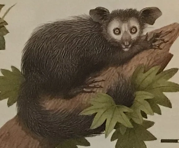 Aye-aye/Books | NatureRules1 Wiki | Fandom