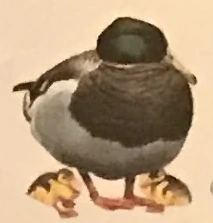 Mallard/Books | NatureRules1 Wiki | Fandom