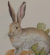 Antelope Jackrabbit | NatureRules1 Wiki | Fandom