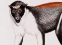Diana Monkey | NatureRules1 Wiki | Fandom