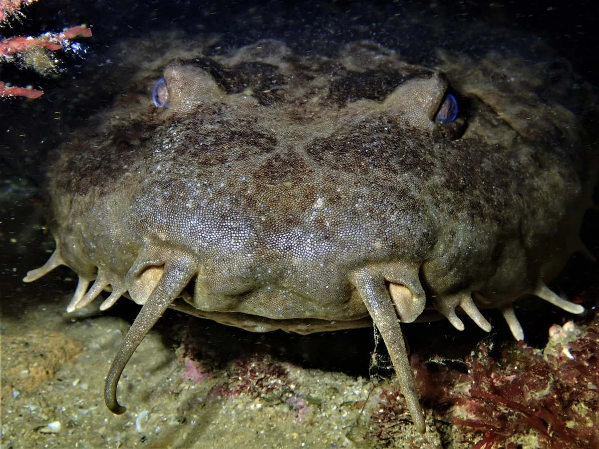 Western Wobbegong | NatureRules1 Wiki | Fandom