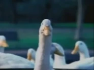 Domestic Duck | NatureRules1 Wiki | Fandom