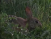 The Animals of Farthing Wood | NatureRules1 Wiki | Fandom
