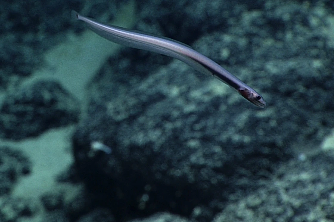 Kaup's Arrowtooth Eel | NatureRules1 Wiki | Fandom