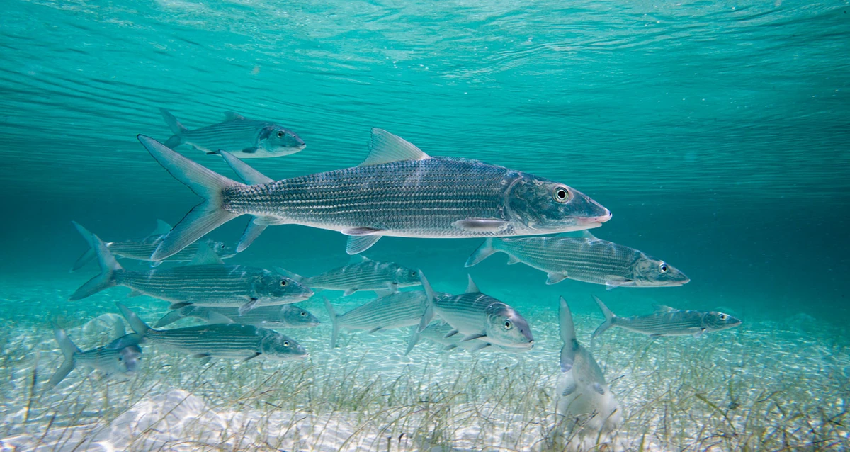 Bonefish | NatureRules1 Wiki | Fandom