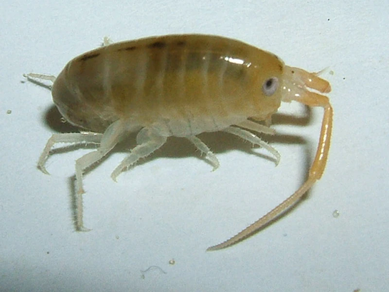 Sand Hopper | NatureRules1 Wiki | Fandom