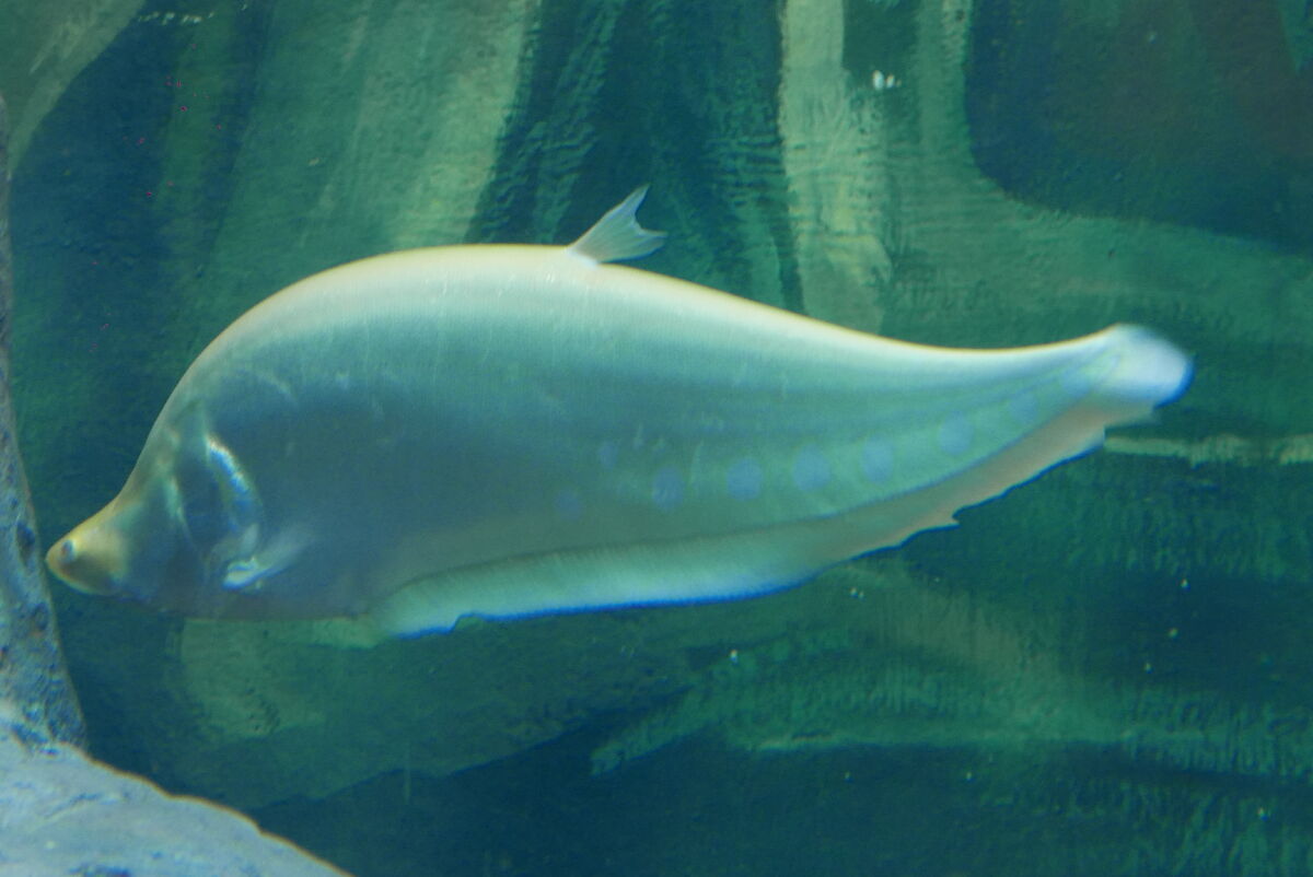 Royal Knifefish | NatureRules1 Wiki | Fandom