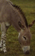 African Wild Ass | NatureRules1 Wiki | Fandom