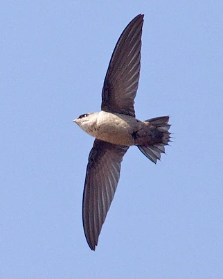 Vaux's Swift | NatureRules1 Wiki | Fandom