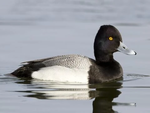 Ring-necked Duck | NatureRules1 Wiki | Fandom