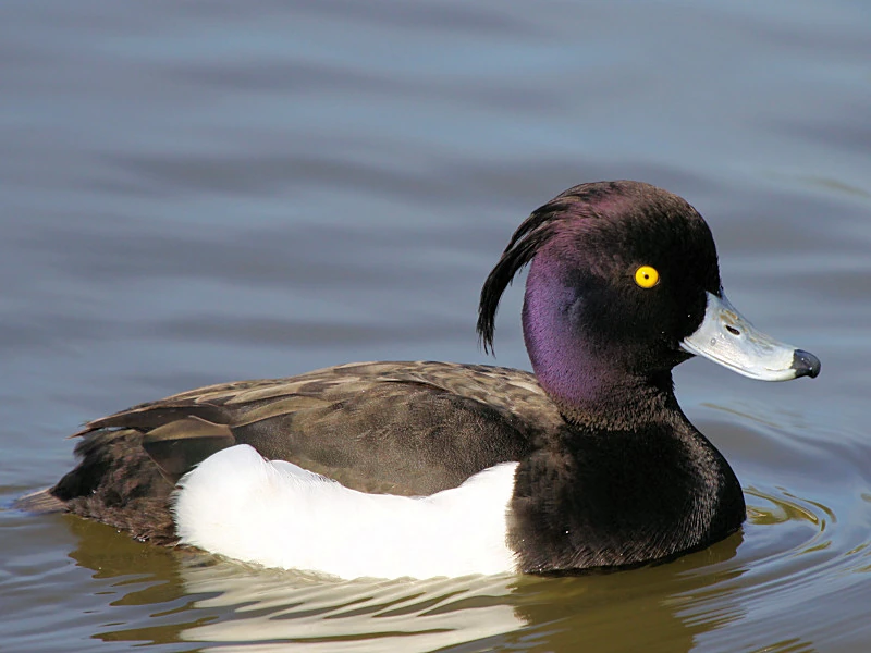 Tufted Duck | NatureRules1 Wiki | Fandom