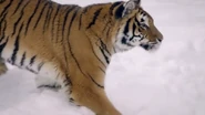 Siberian Tiger | NatureRules1 Wiki | Fandom
