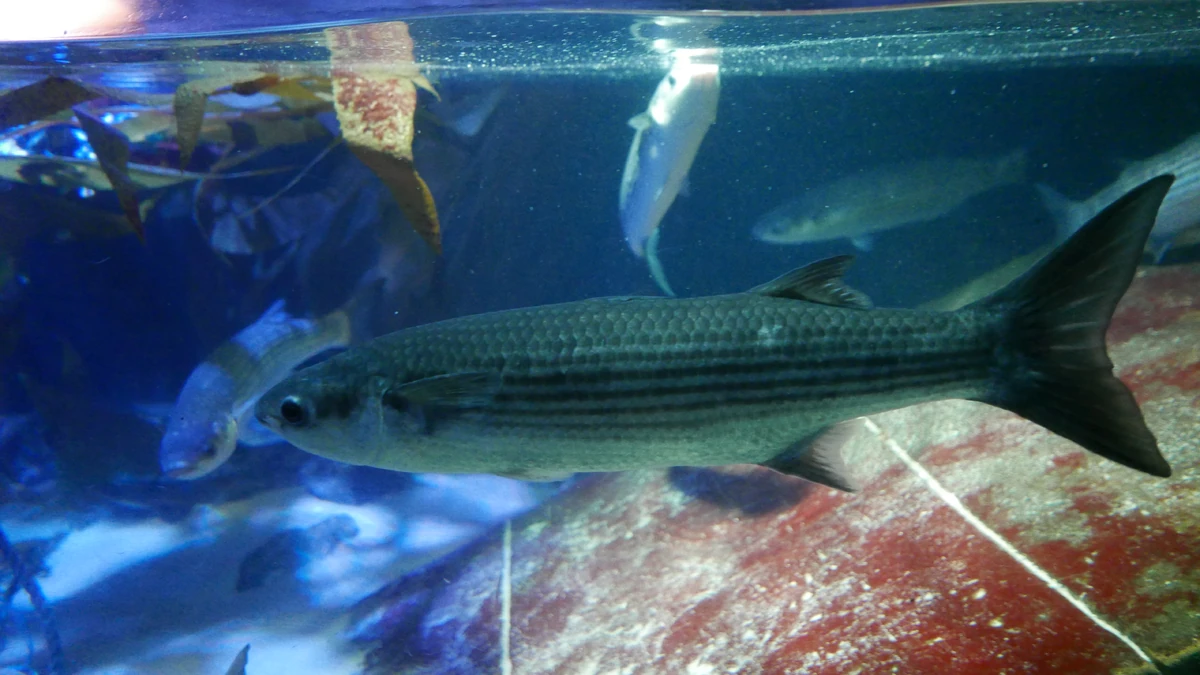 Flathead Grey Mullet | NatureRules1 Wiki | Fandom
