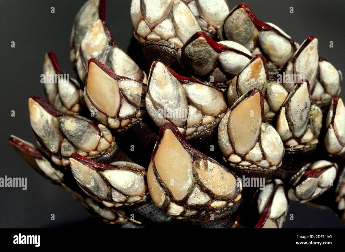 Goose Barnacle | NatureRules1 Wiki | Fandom