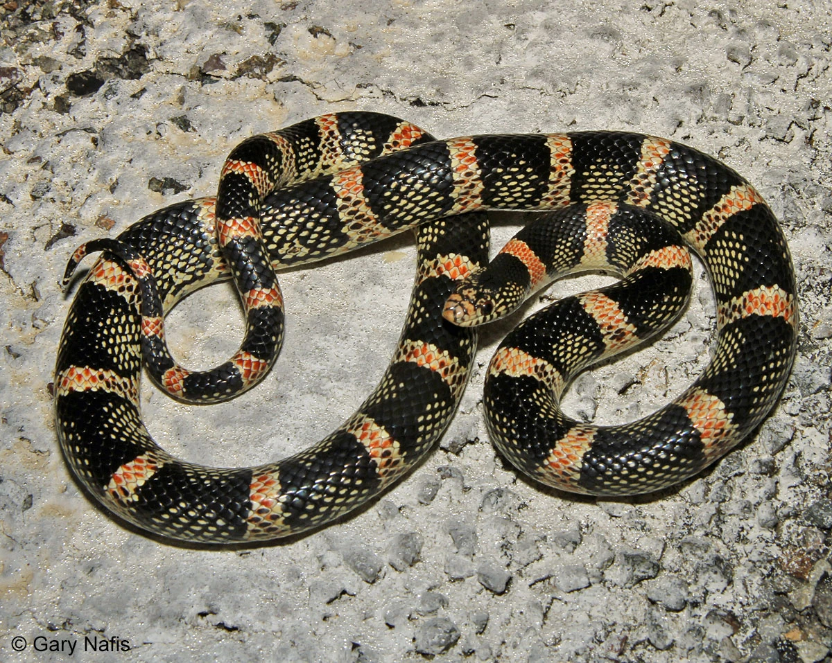 Long-nosed Snake | NatureRules1 Wiki | Fandom