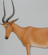 Hirola | NatureRules1 Wiki | Fandom