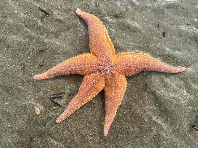 Common Starfish | NatureRules1 Wiki | Fandom