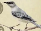 Northern Mockingbird | NatureRules1 Wiki | Fandom