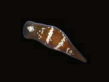 Convoluta Convoluta | NatureRules1 Wiki | Fandom