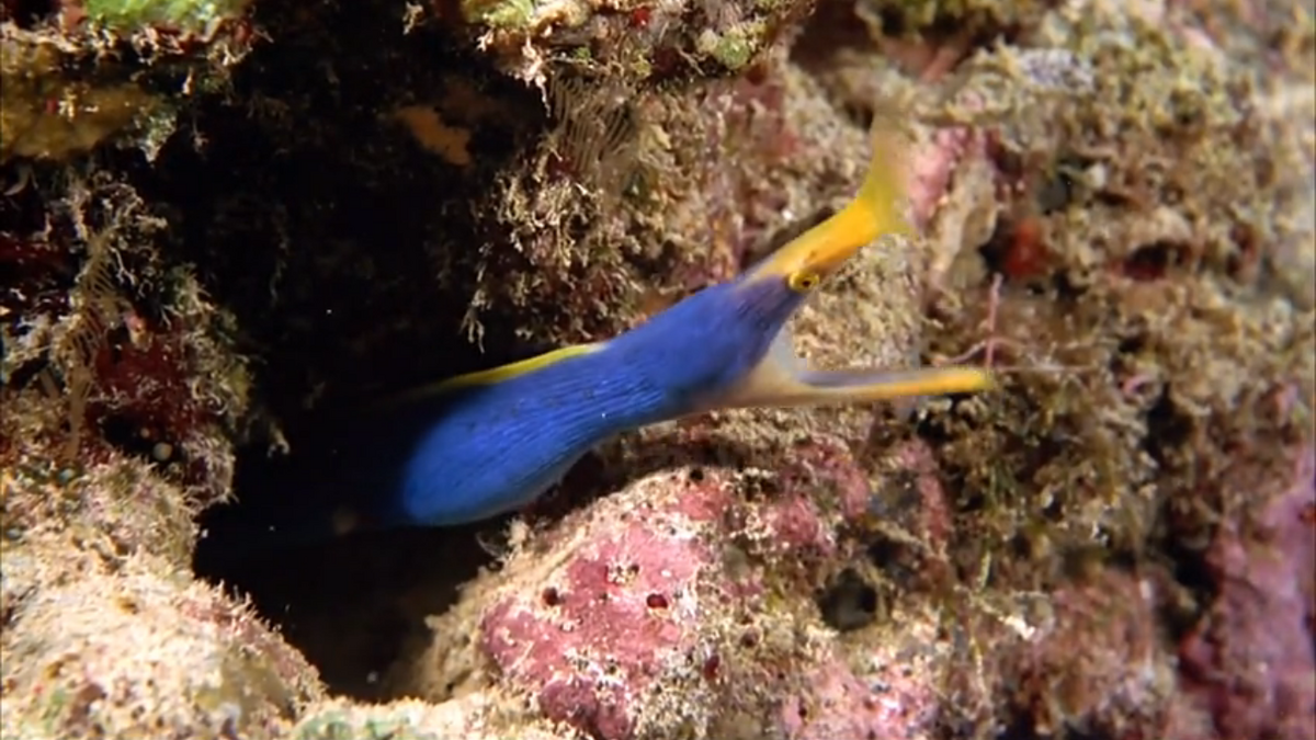 List of Species in Coral Reef Adventures | NatureRules1 Wiki | Fandom