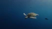 South Pacific | NatureRules1 Wiki | Fandom