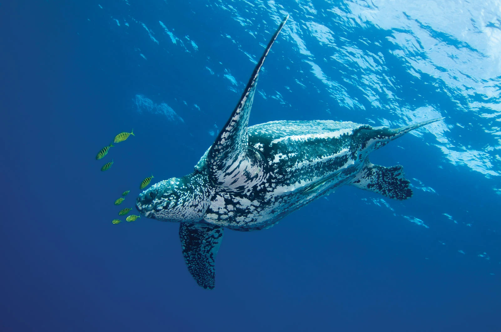 Leatherback Sea Turtles