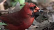 Northern Cardinal | NatureRules1 Wiki | Fandom