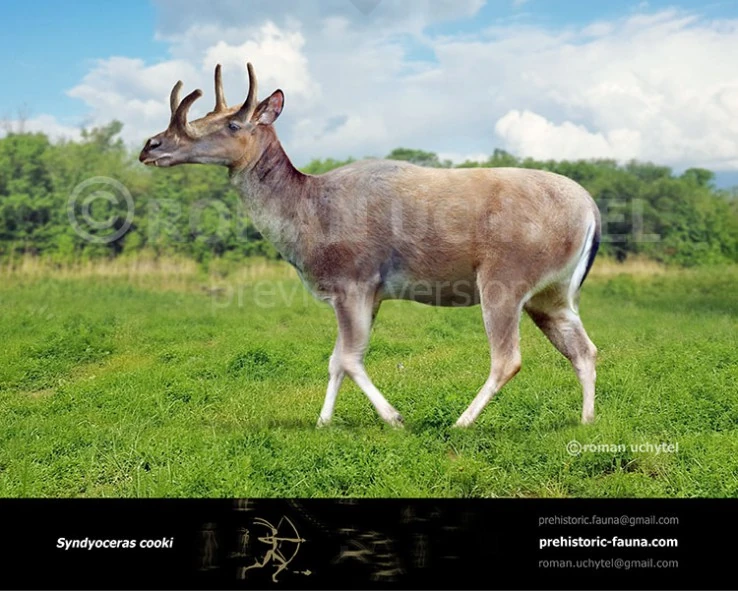 Syndyoceras | NatureRules1 Wiki | Fandom