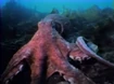 Animal (2021) | NatureRules1 Wiki | Fandom