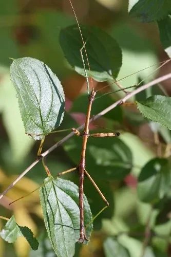 Common Walkingstick | NatureRules1 Wiki | Fandom