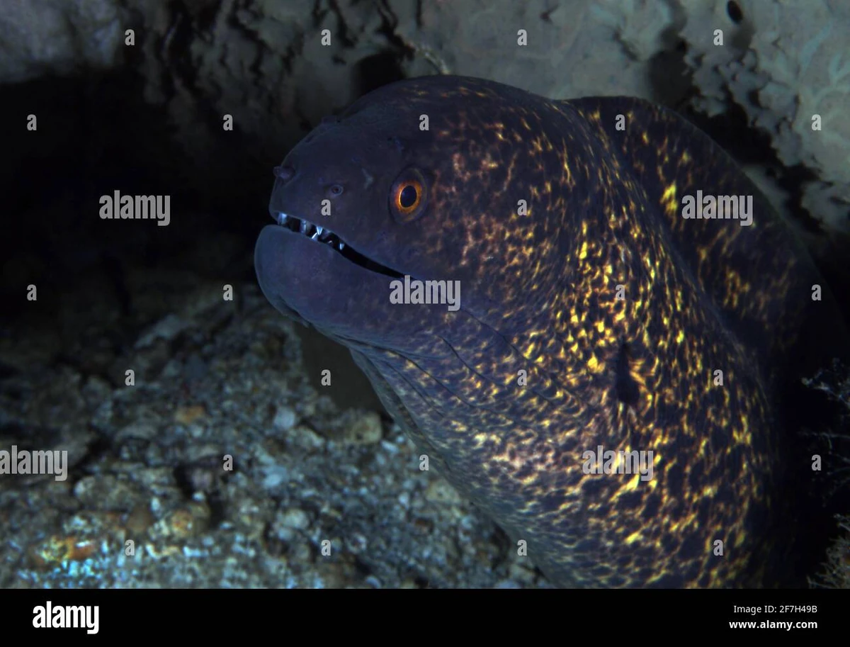 Yellow-edged Moray | NatureRules1 Wiki | Fandom