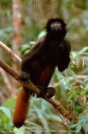 Golden-backed Uakari | NatureRules1 Wiki | Fandom