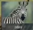 Plains Zebra | NatureRules1 Wiki | Fandom