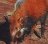 Bushpig | NatureRules1 Wiki | Fandom