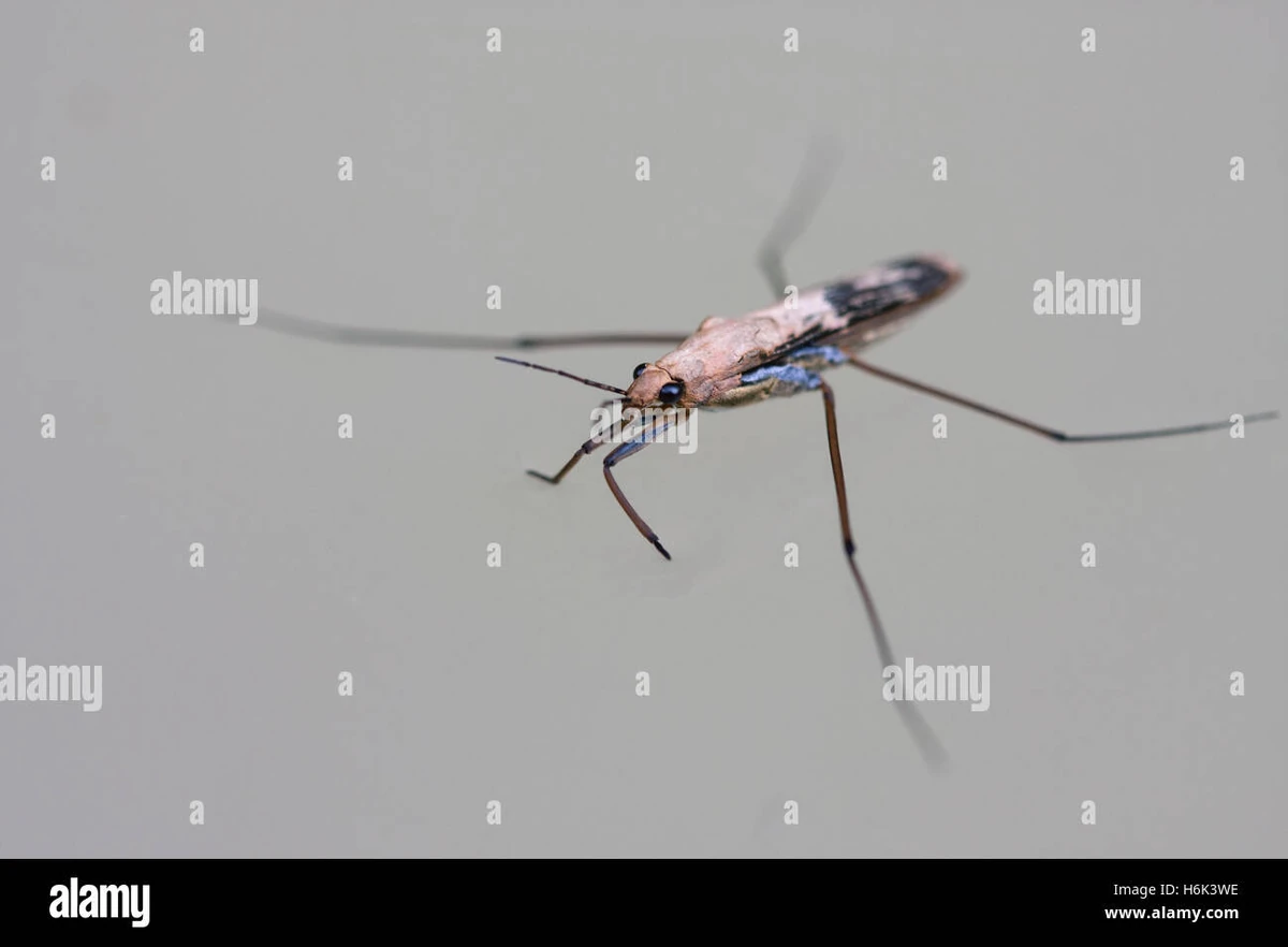 Common Water Strider | NatureRules1 Wiki | Fandom