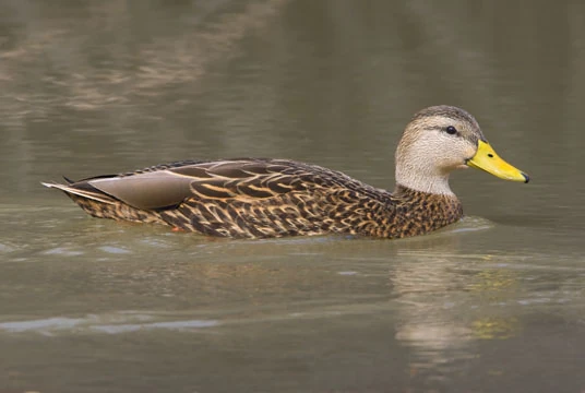 Mexican Duck | NatureRules1 Wiki | Fandom