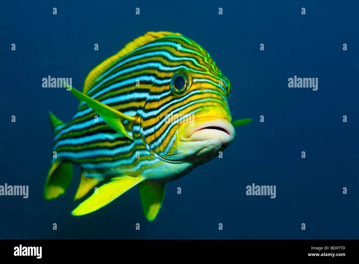 Ribboned Sweetlips | NatureRules1 Wiki | Fandom