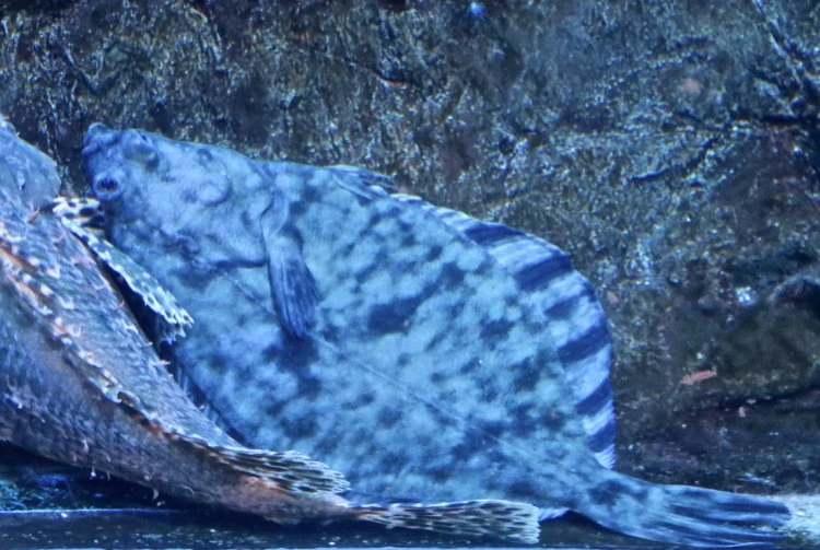 Slime Flounder | NatureRules1 Wiki | Fandom