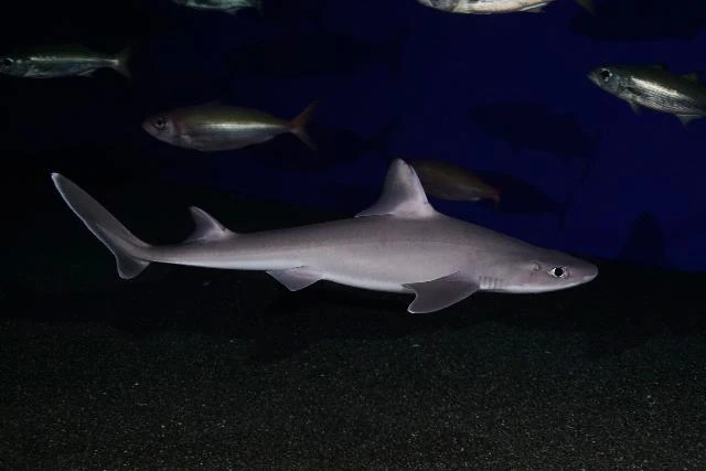 Taiwan Spurdog | NatureRules1 Wiki | Fandom