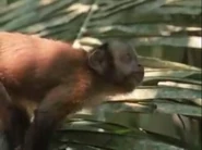 Tufted Capuchin | NatureRules1 Wiki | Fandom