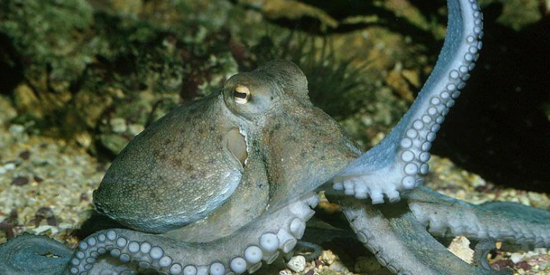 Common Octopus | NatureRules1 Wiki | Fandom