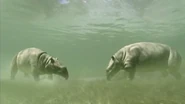 Moeritherium Naturerules1 Wiki Fandom