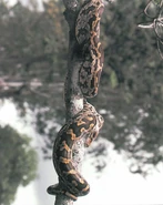 Indian Python | NatureRules1 Wiki | Fandom