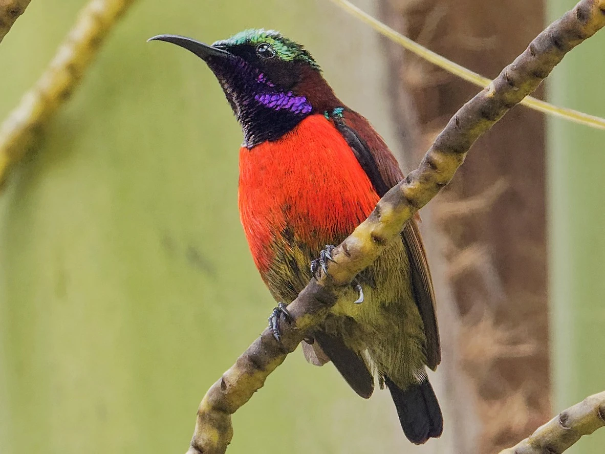 Purple-throated Sunbird | NatureRules1 Wiki | Fandom