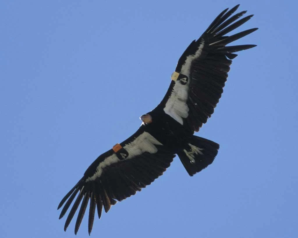California Condor | NatureRules1 Wiki | Fandom