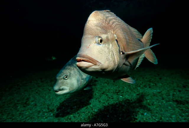 Daggerhead Seabream | NatureRules1 Wiki | Fandom