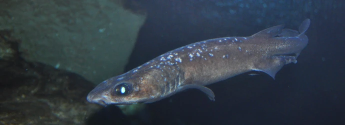 Filetail Catshark | NatureRules1 Wiki | Fandom