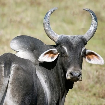 Zebu | NatureRules1 Wiki | Fandom