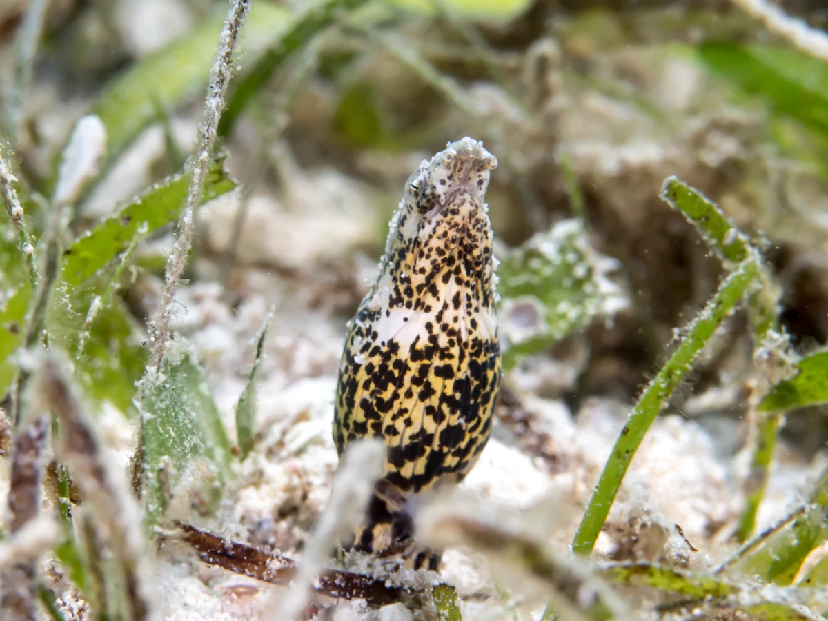 Marbled Snake Eel | NatureRules1 Wiki | Fandom