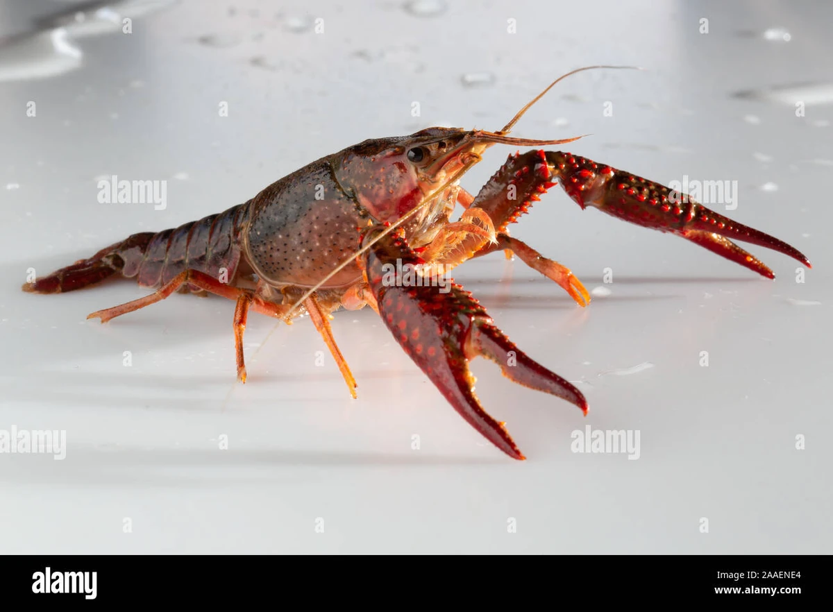 Louisiana Crayfish | NatureRules1 Wiki | Fandom